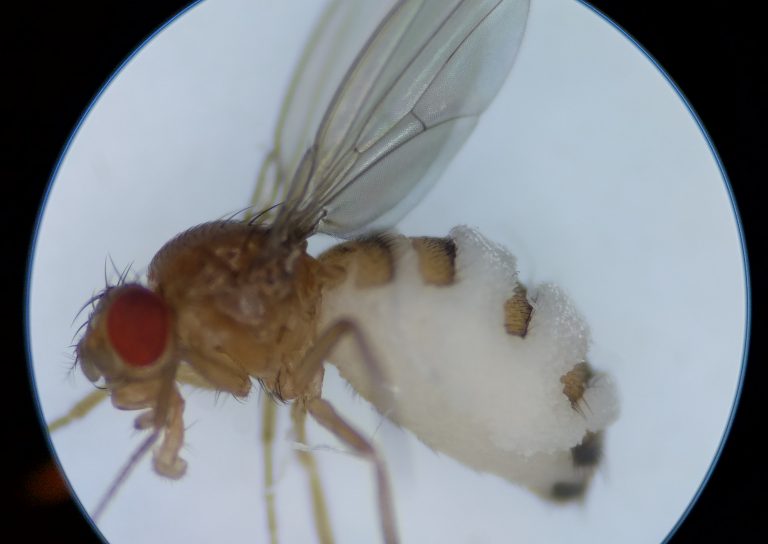 Research – Carolyn Elya, Ph.D.