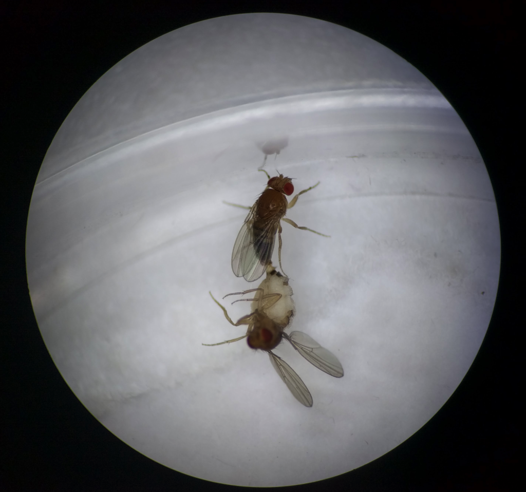 Gallery – Elya Lab