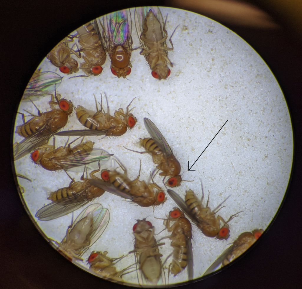 Gallery – Elya Lab